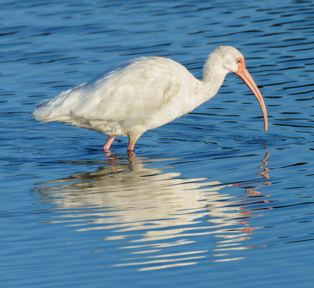 Black Point Wildlife Drive - X: A white ibis finds breakfast. Comments ...
