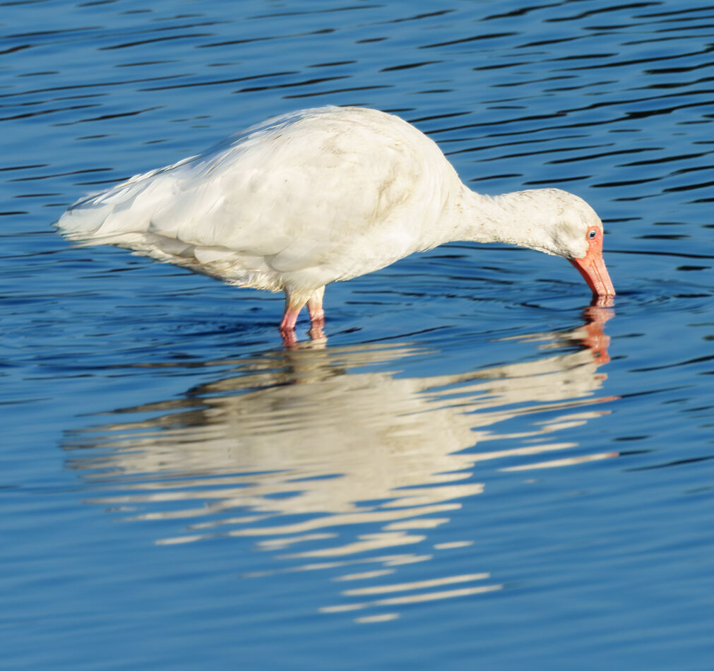 Black Point Wildlife Drive - X: A white ibis finds breakfast. Comments ...