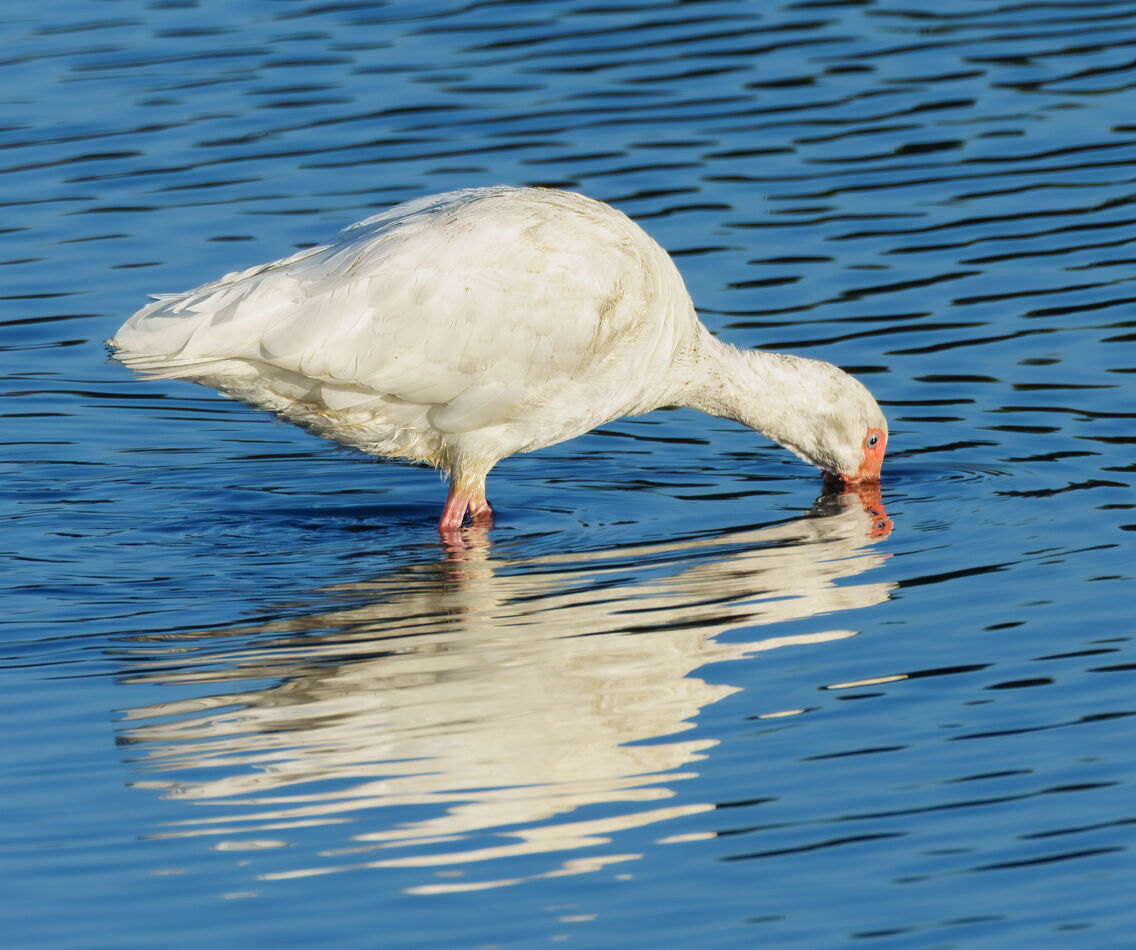 Black Point Wildlife Drive - X: A white ibis finds breakfast. Comments ...