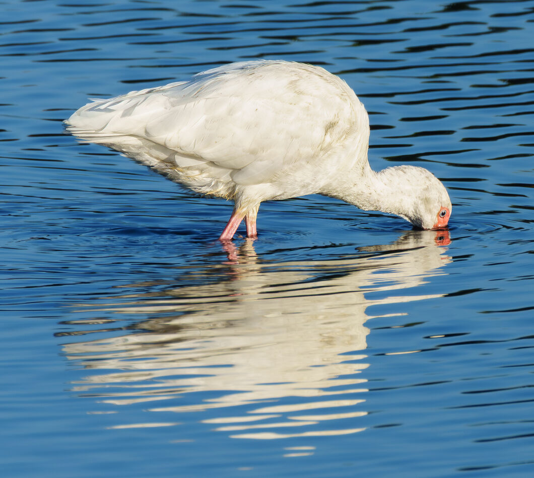 Black Point Wildlife Drive - X: A white ibis finds breakfast. Comments ...