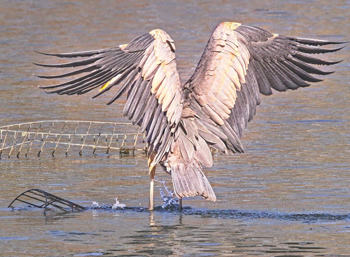 A GBH showing of the wings! This GBH was very interesting and in ...