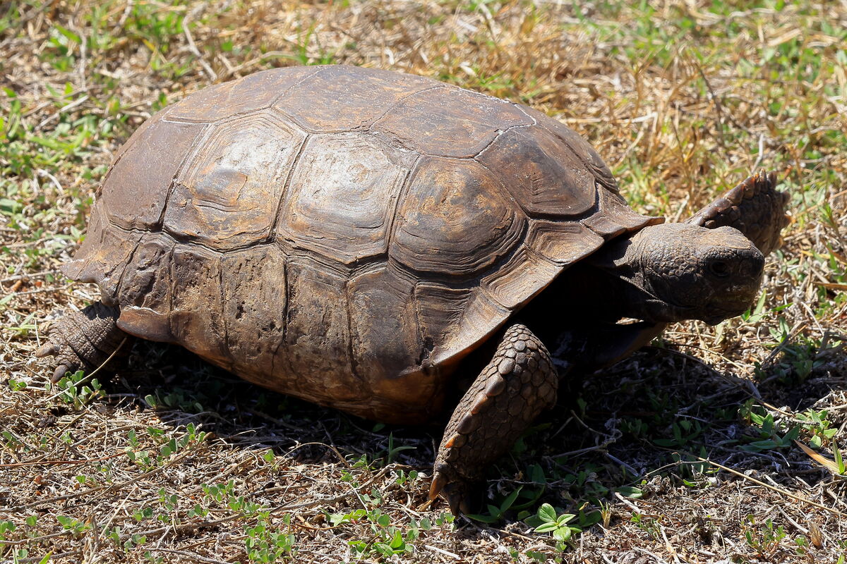 Waving Goodbye: Quite the largest Gopher Tortoise I've ever seen, about ...