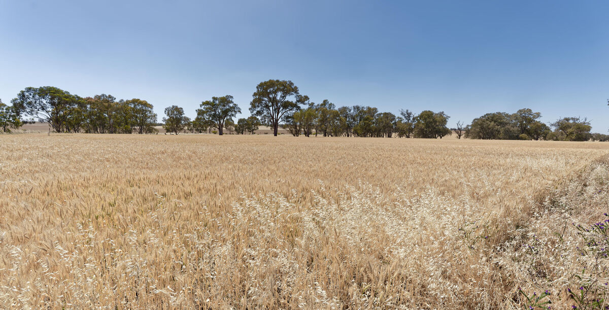 Goyder's Line Wheat Fields: During our (my wife and yours truly ...