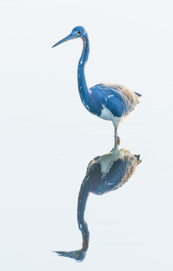 Black Point Wildlife Drive - XIV: As the sun rose higher, the light ...