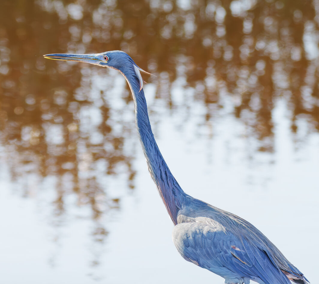 Black Point Wildlife Drive - XIV: As the sun rose higher, the light ...