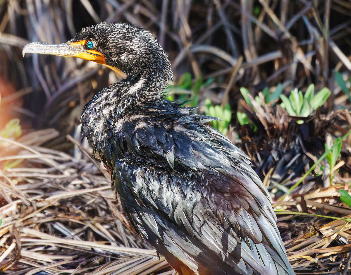 Black Point Wildlife Drive - XIV: As the sun rose higher, the light ...