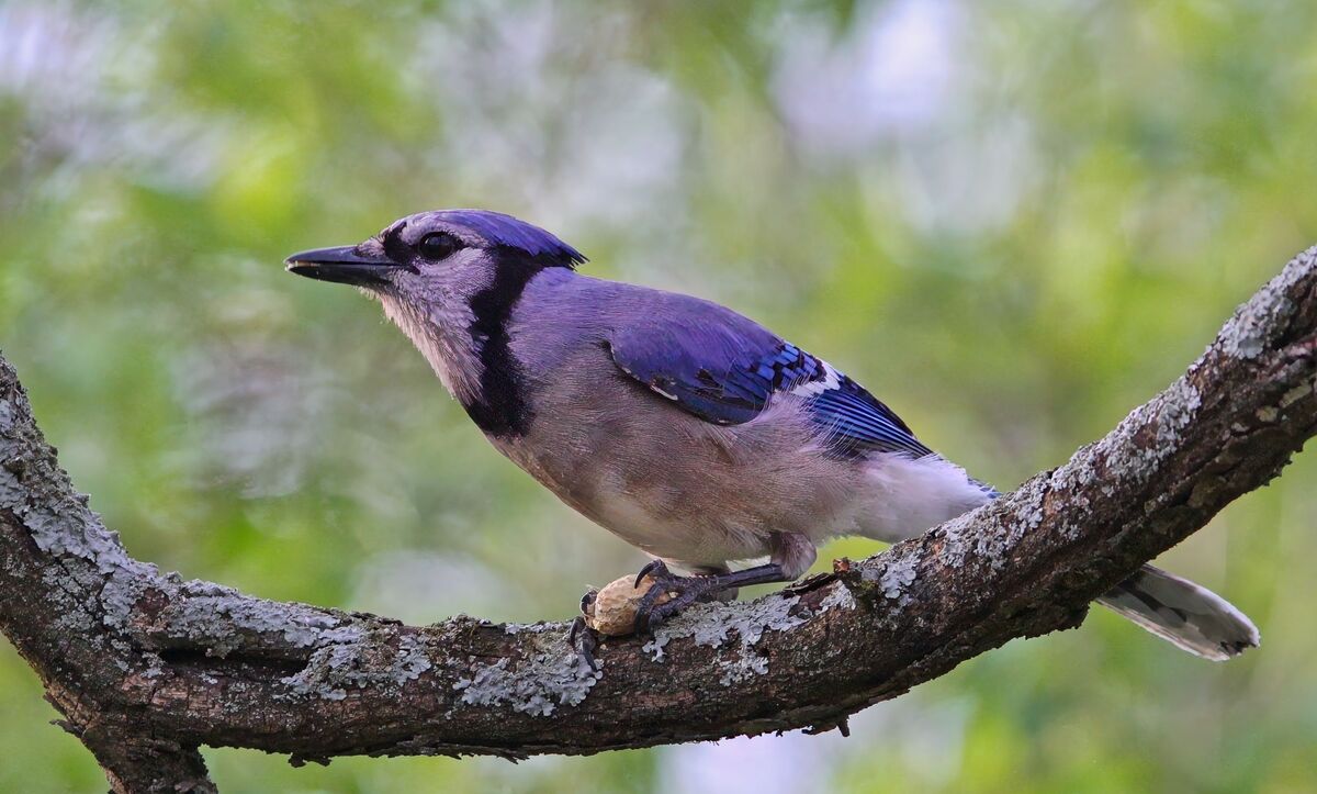 A Blue Jay that can pose! Whenever I am over at this park I find it ...