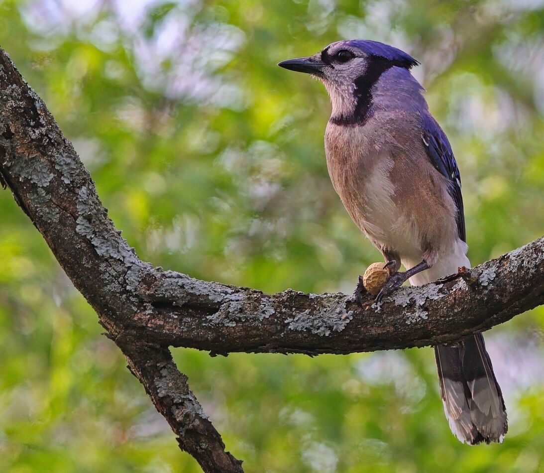 A Blue Jay that can pose! Whenever I am over at this park I find it ...