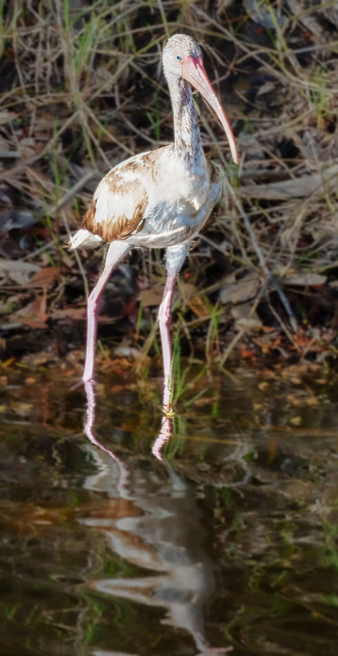 Black Point Wildlife Drive - XVII: The birds all presented hunting ...