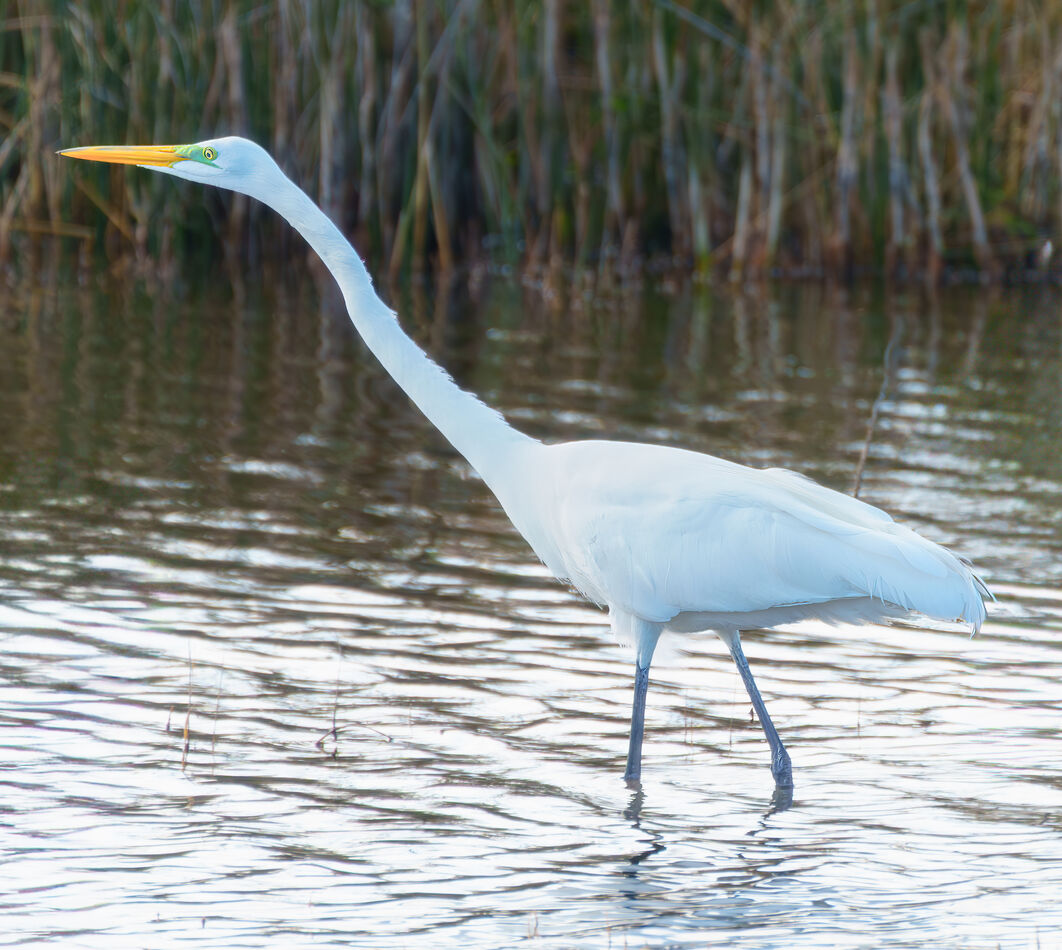 Black Point Wildlife Drive - XVII: The birds all presented hunting ...