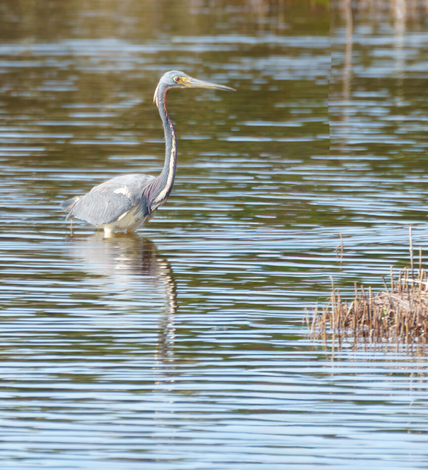 Black Point Wildlife Drive - XVII: The birds all presented hunting ...
