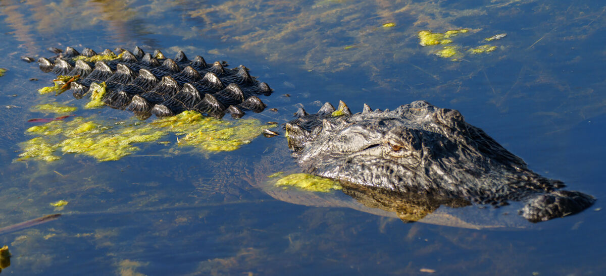 Florida gators - V: This set of cool dudes come from Lake Apopka and ...