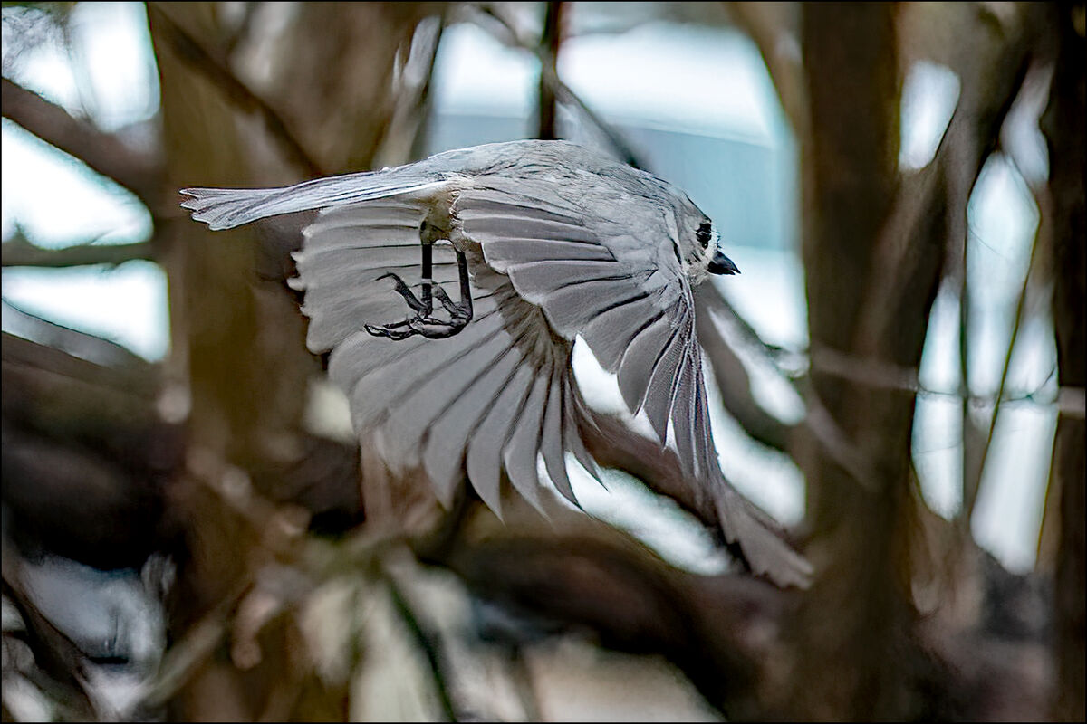 Blue Bell Birds: Some of this week's photos.