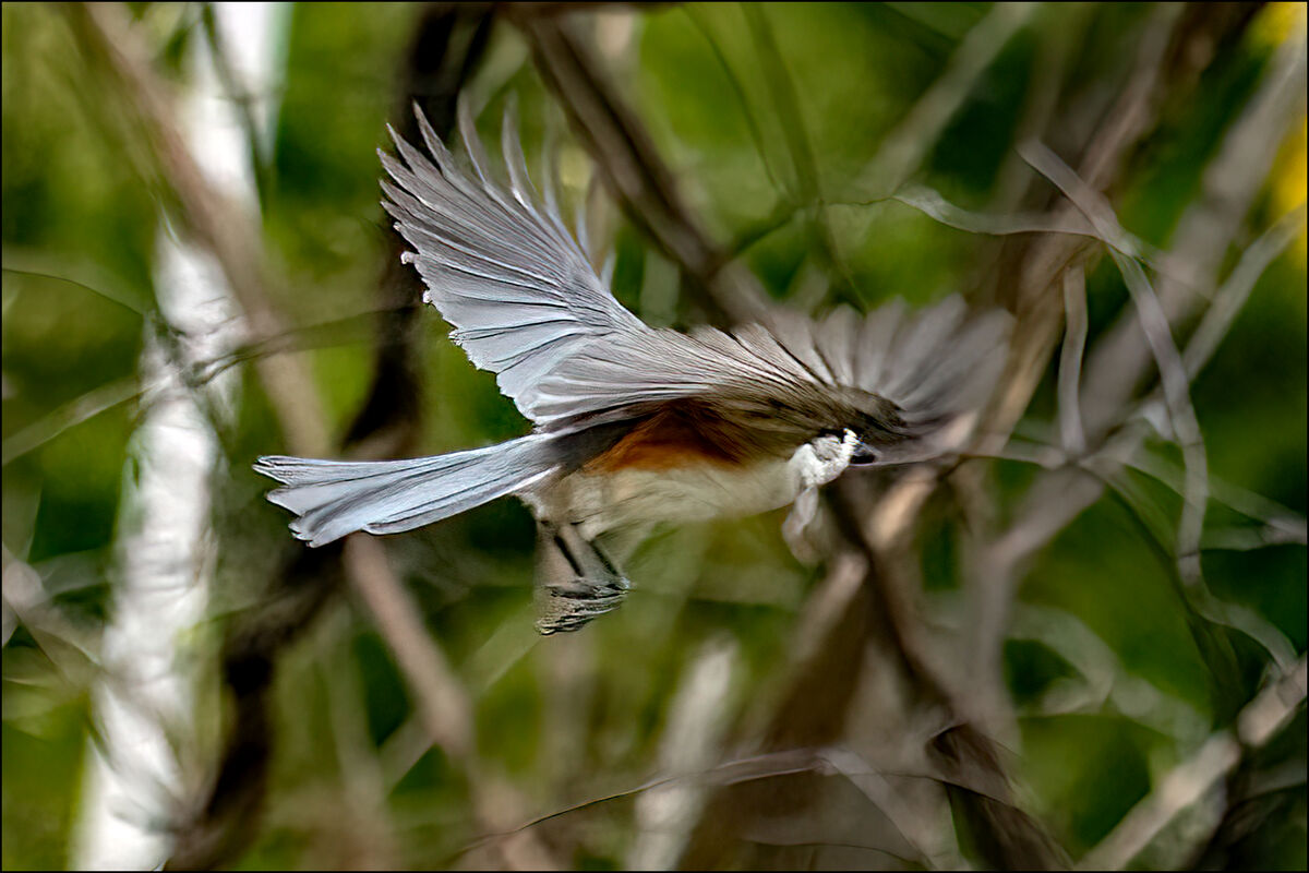 Blue Bell Birds: Some of this week's photos.