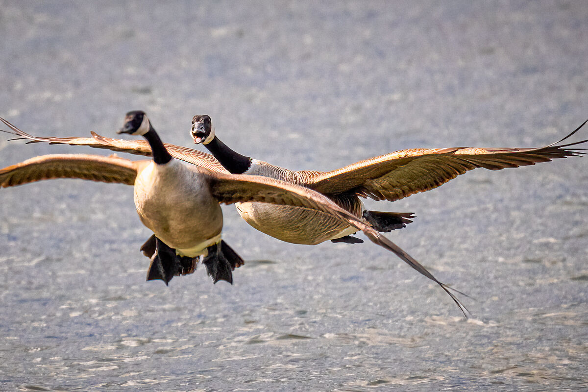 Canada Geese Over Blackjack Creek 3-28-2026: While taking a few snaps ...
