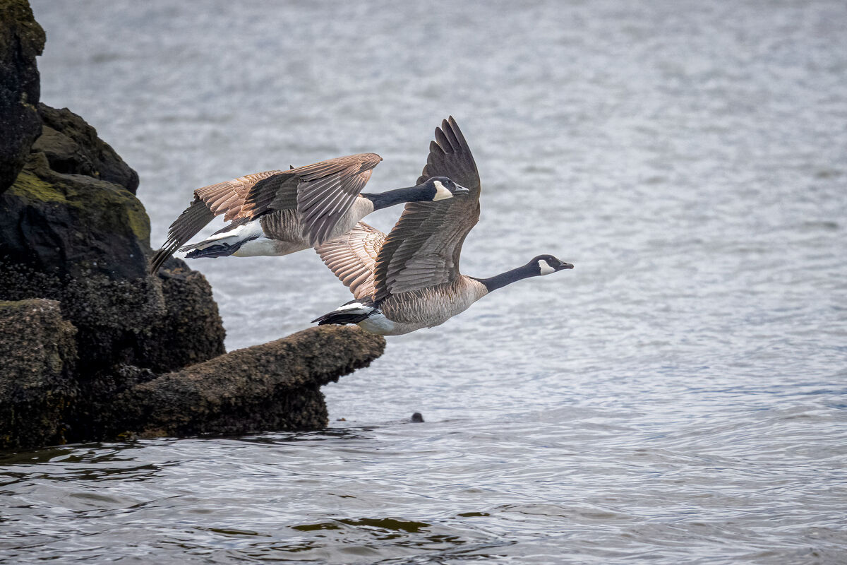 Canada Geese Over Blackjack Creek 3-28-2026: While taking a few snaps ...