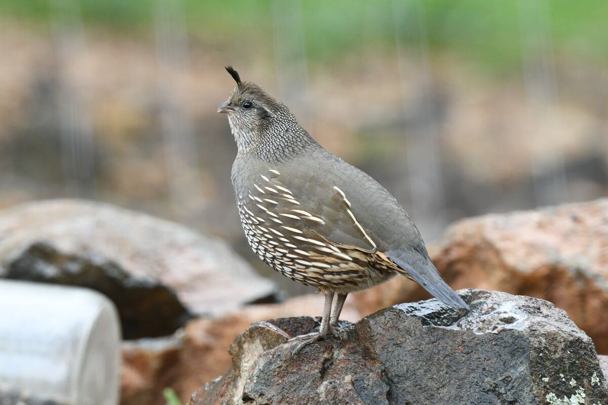 New visitors to my back yard (California Quail): These were quick shots ...