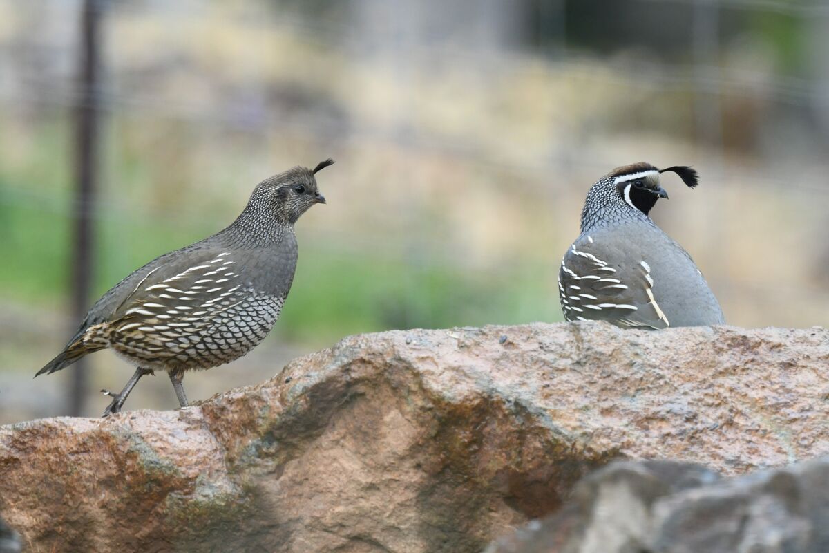 New visitors to my back yard (California Quail): These were quick shots ...