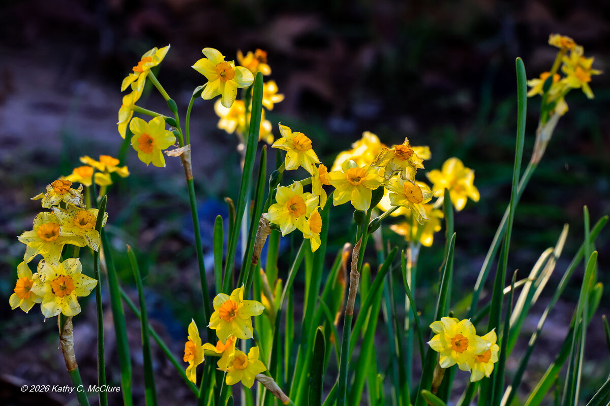 Arboretum Fancies: Before going to Death Valley, I made a quick trip to ...