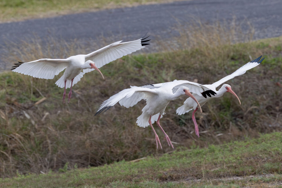 White Ibis Different Days And Different Birds But The Bird In The