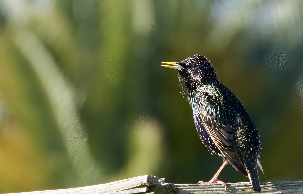 Starling In Light: In sunlight, the starling is beautiful.