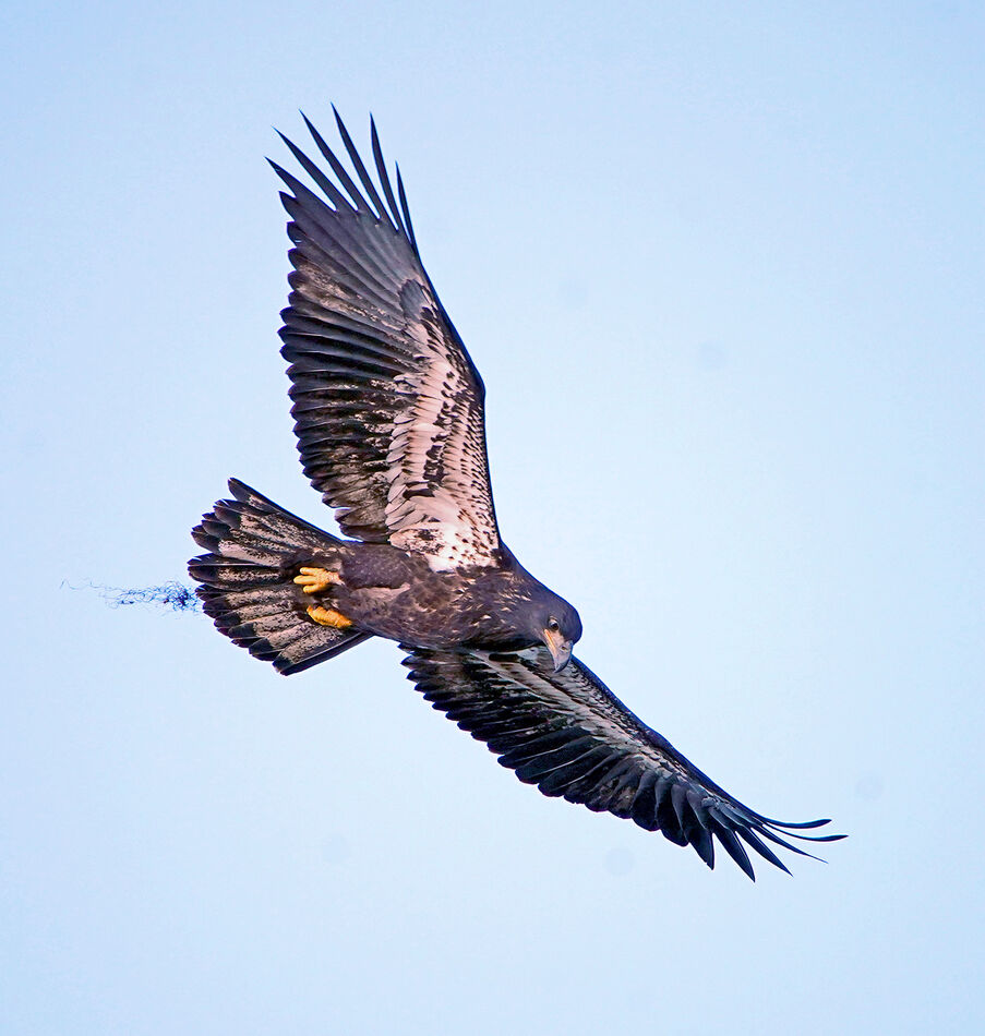 Florida fledgeing Eaglet and breeding Tricolor: 3/8/26 Palm City ...
