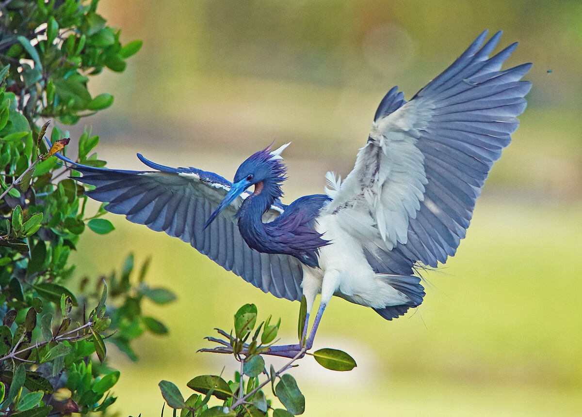 Florida fledgeing Eaglet and breeding Tricolor: 3/8/26 Palm City ...