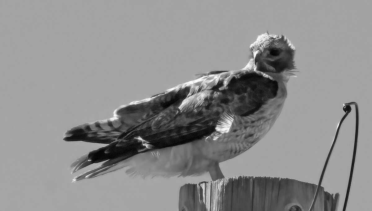 Hawk with Biblical message: Romans 15:13. “May the God of hope fill you ...