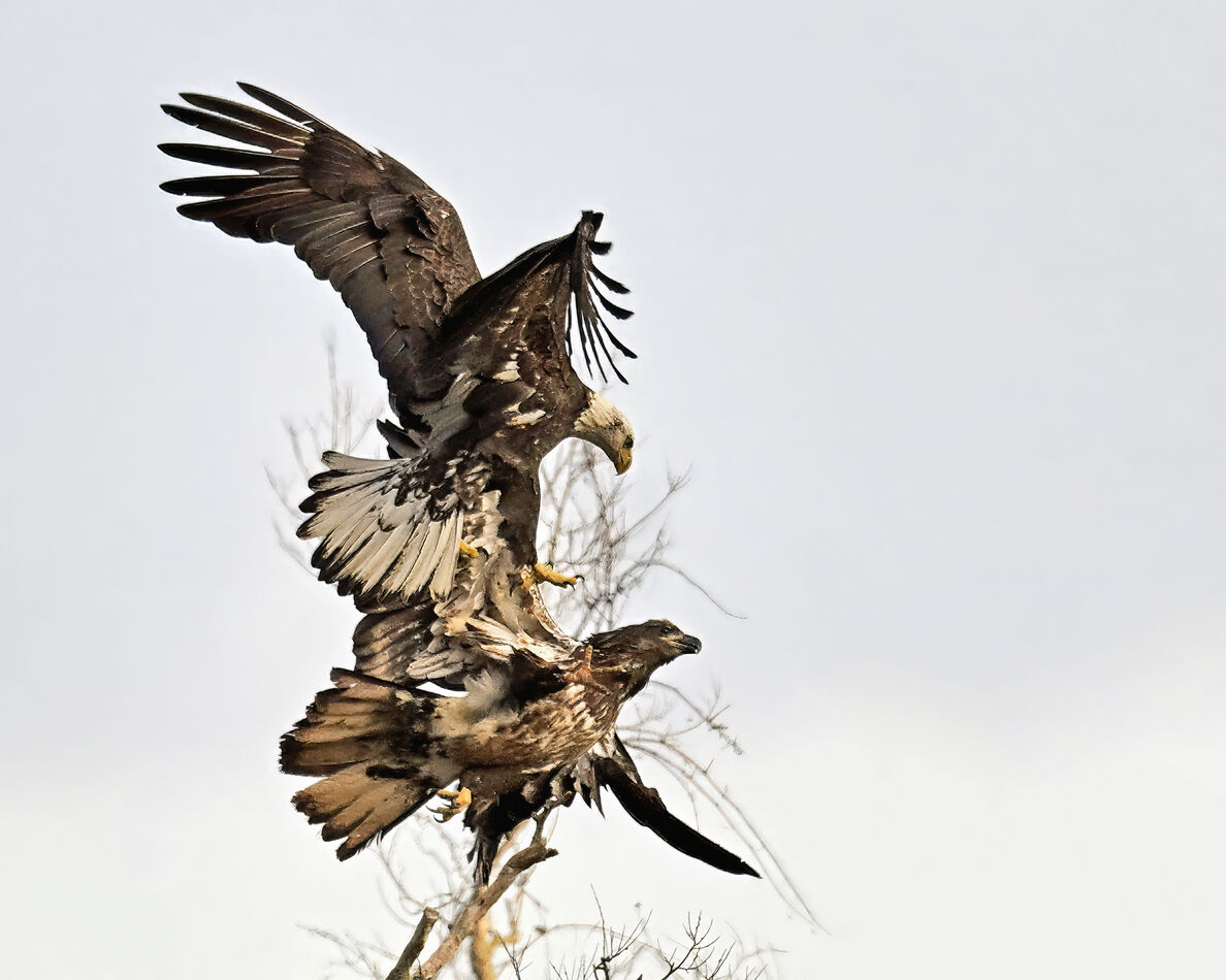 Adult bald eagle - at rest, in flight, in a fight : Jordan dam: The ...