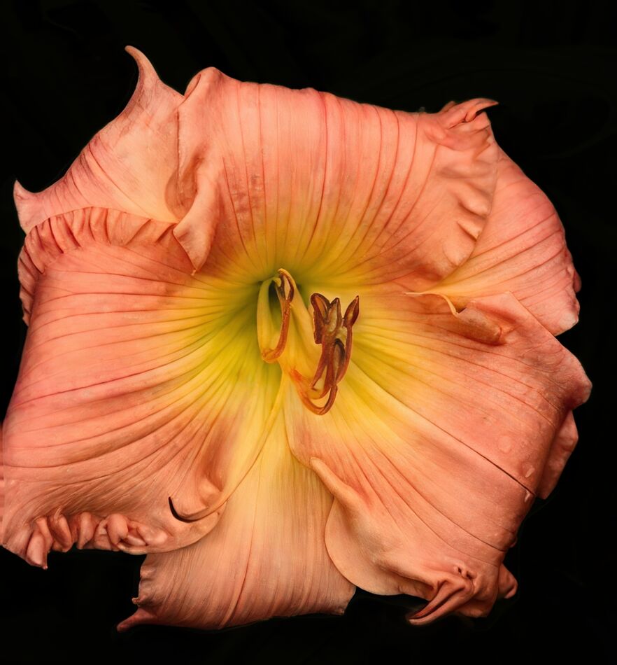 A peach Lilly: Up close and a Macro. Notre both are Peach Lillys but ...