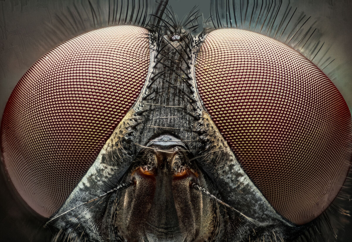 Green Bottle Fly Face: This is a focused, stacked image of the 'face ...