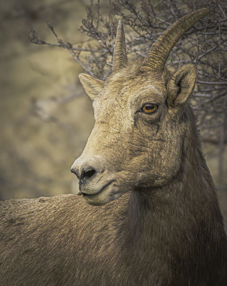 Guys with horns: I know this is a gallery designated for birds but I ...