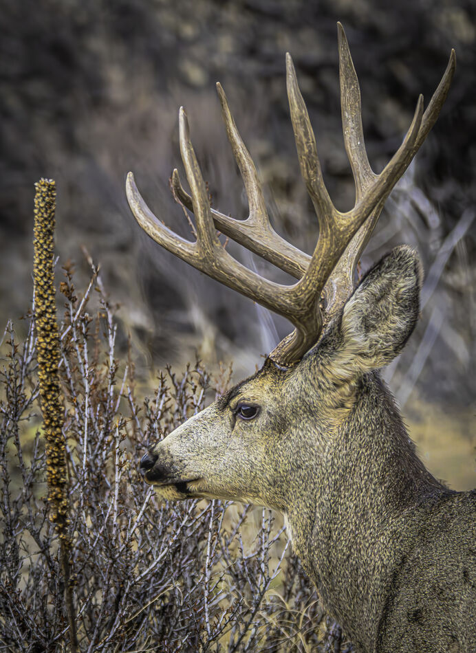 Guys with horns: I know this is a gallery designated for birds but I ...