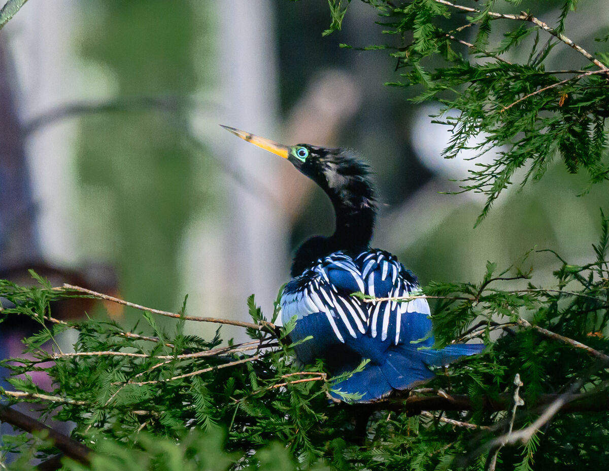 Return to Cazan Lake: I have been going to the rookery every two weeks ...