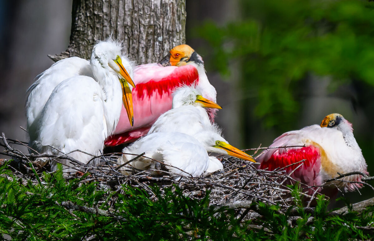 Return to Cazan Lake: I have been going to the rookery every two weeks ...