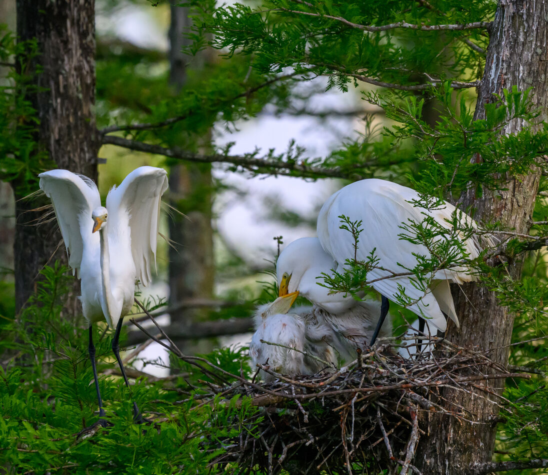 Return to Cazan Lake: I have been going to the rookery every two weeks ...