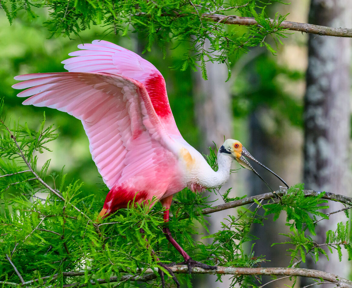 Return to Cazan Lake: I have been going to the rookery every two weeks ...