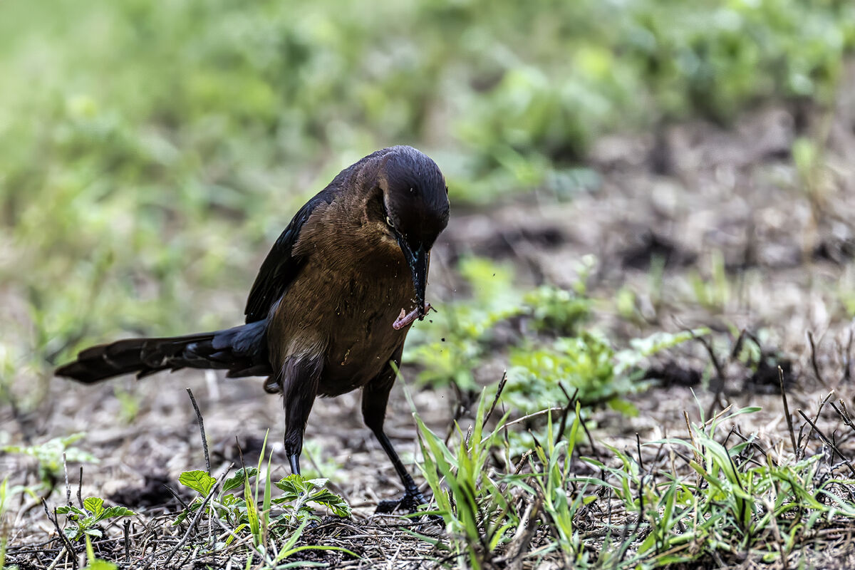Female Grackle With Breakfast: This grackle made short work of eating ...
