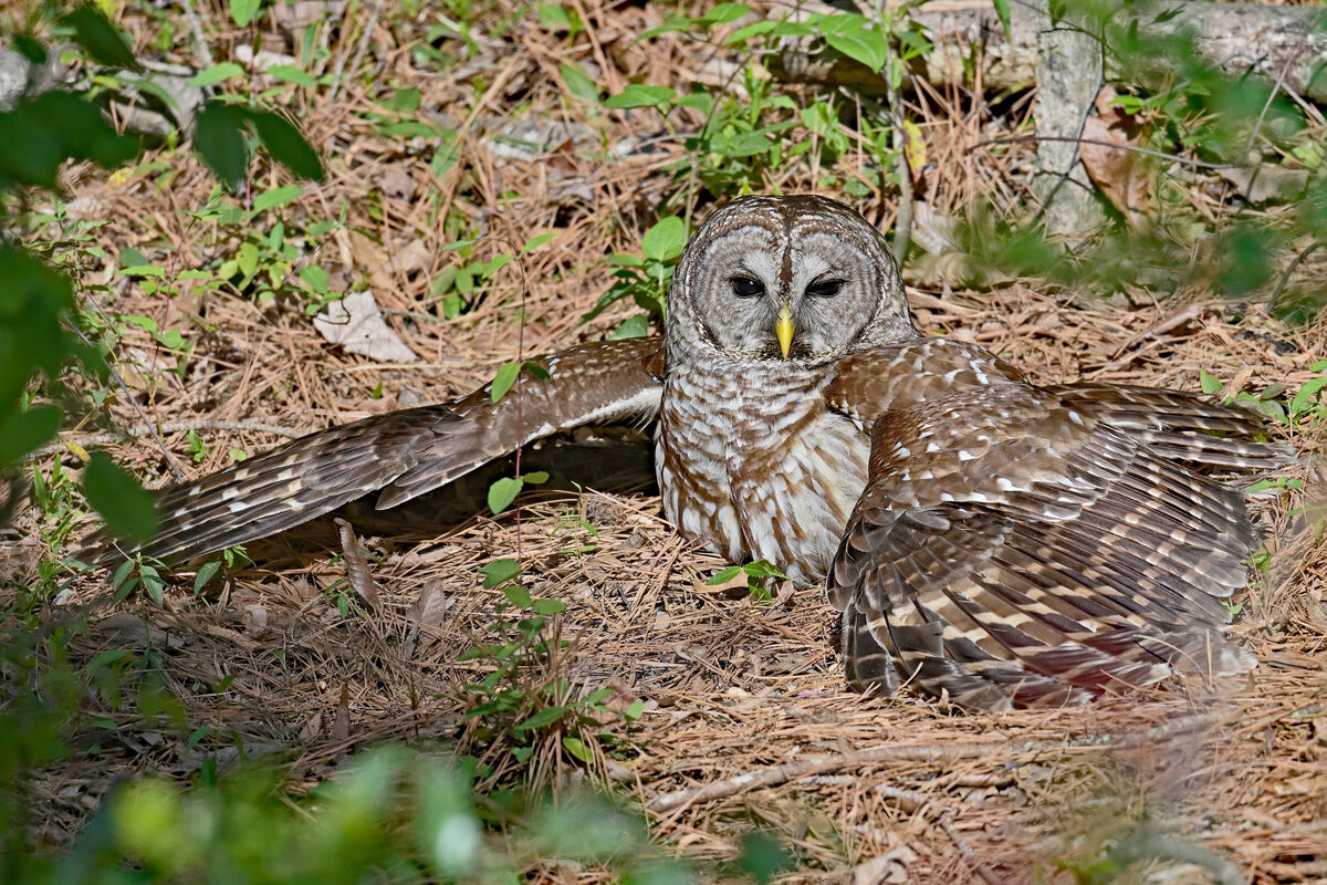(Backyard) Barred Owl naps on a bed of pinestraw: Cary, NC. April 1st ...