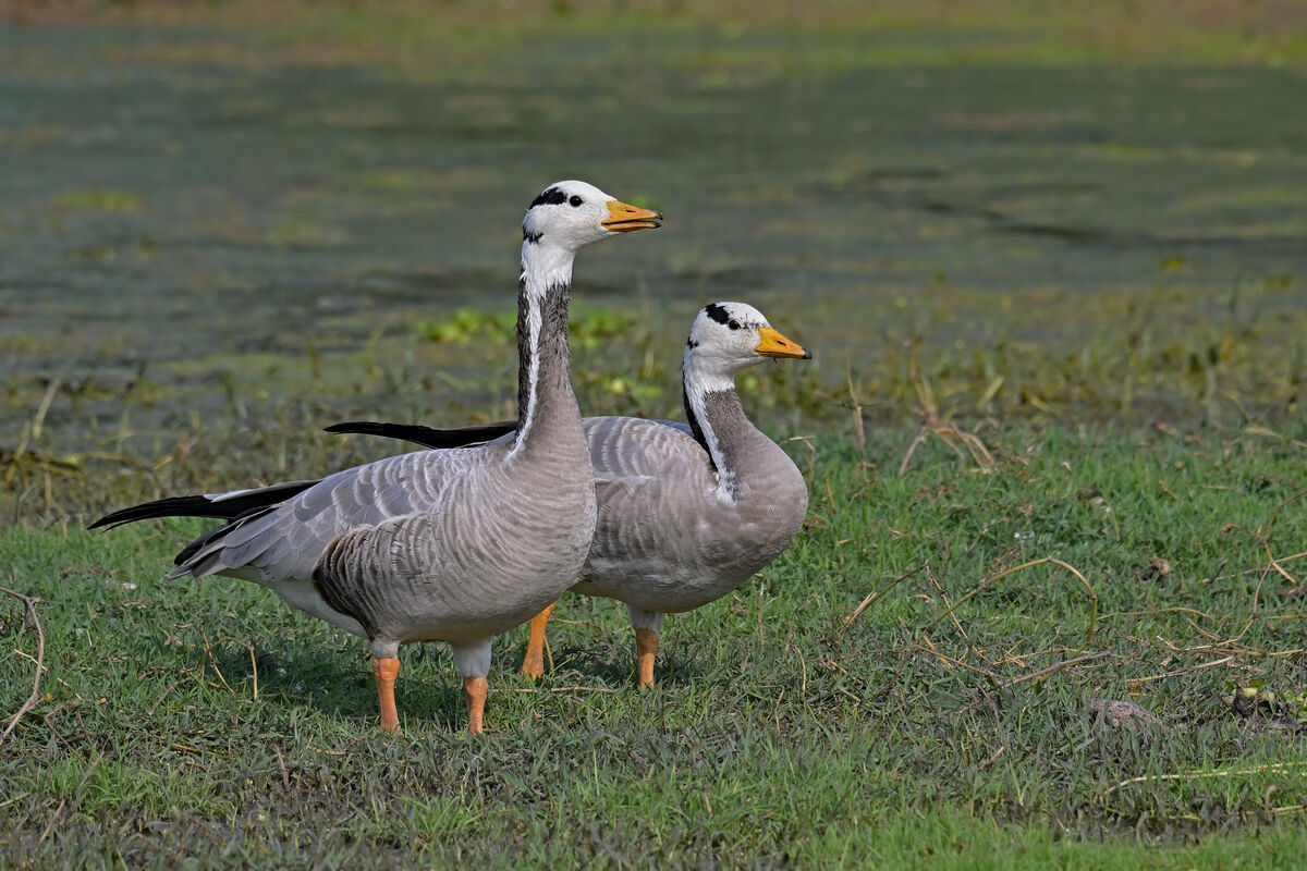 Bar-headed Geese have high-altitude migration superpowers: Keoladeo ...