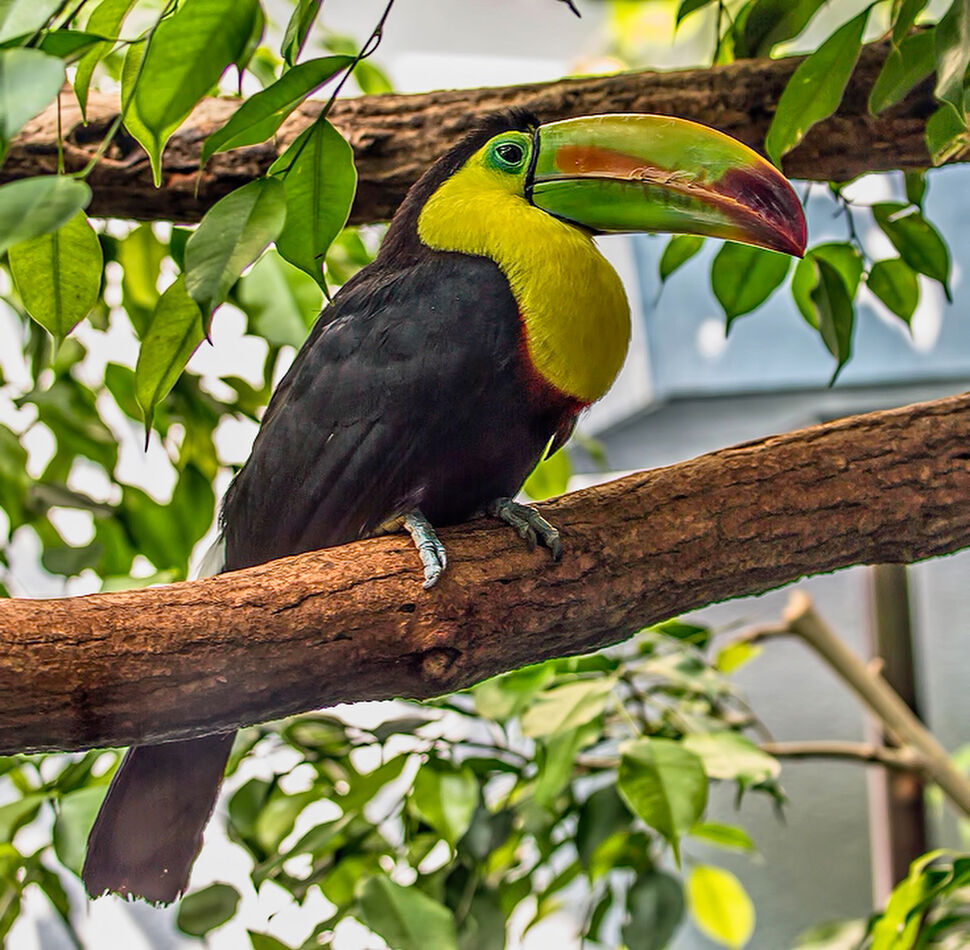 A Taste of the Pittsburgh National Aviary: Here are some photos I took ...