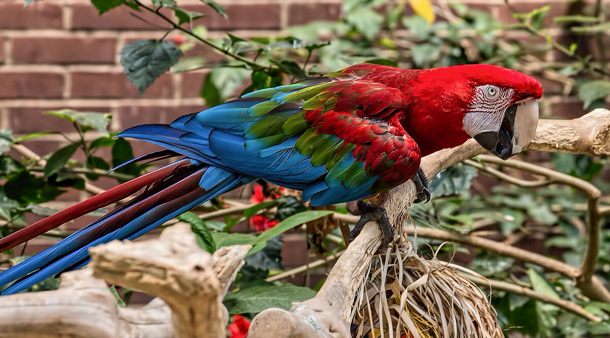 A Taste of the Pittsburgh National Aviary: Here are some photos I took ...