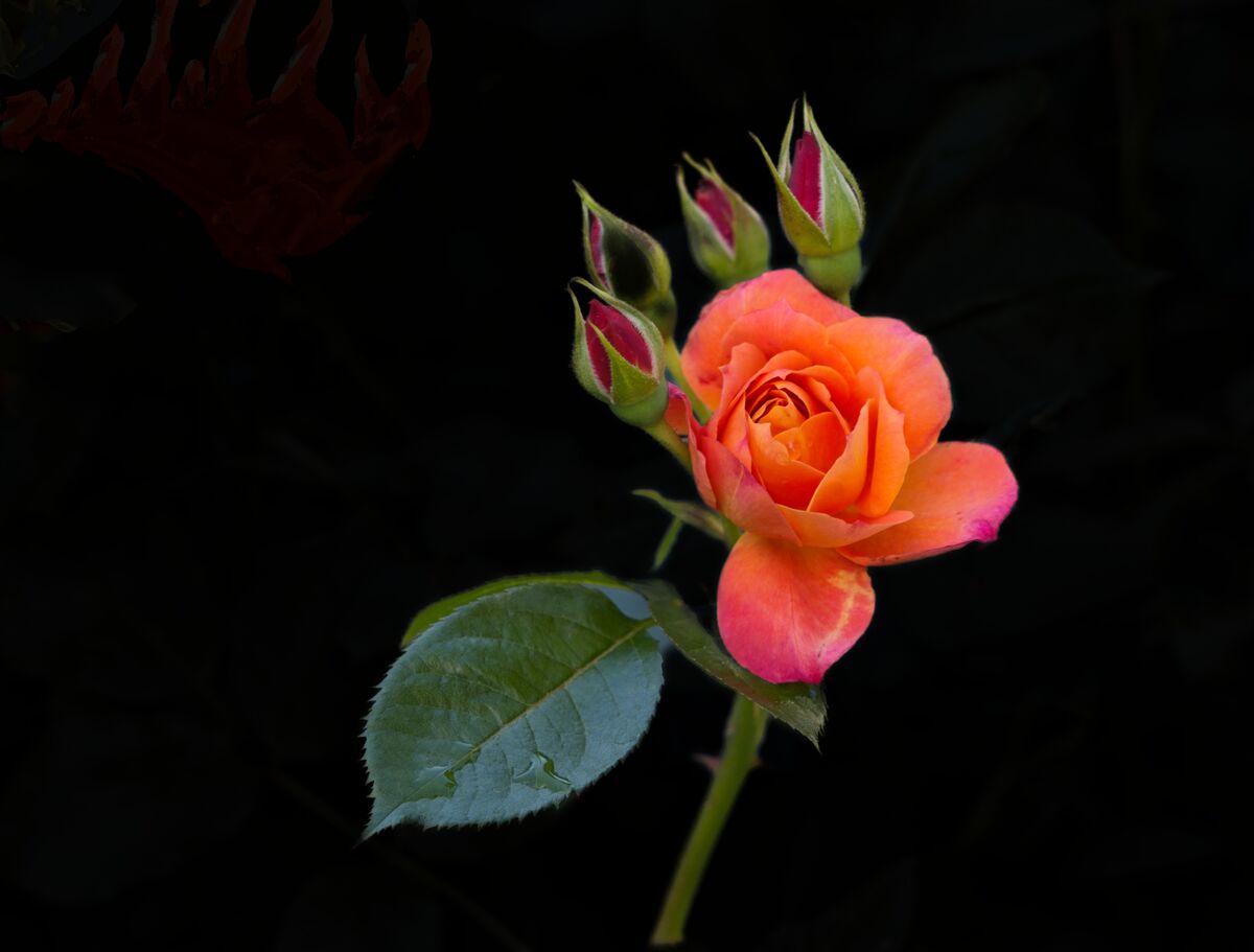 World Peace Rose Garden: The World Peace Rose Garden, established in ...