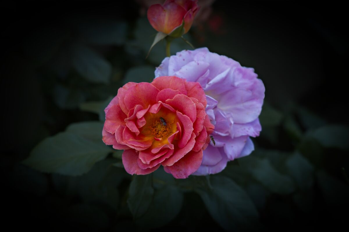 World Peace Rose Garden: The World Peace Rose Garden, established in ...