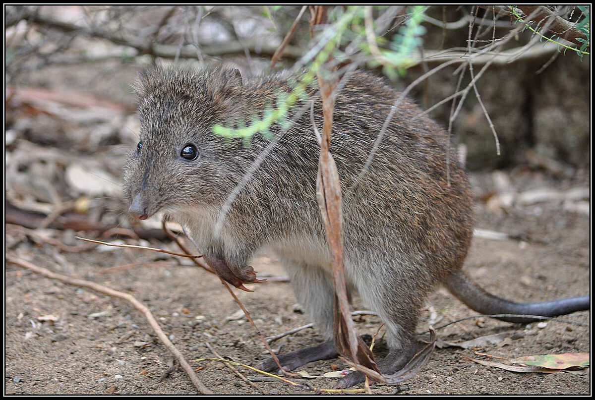 A couple of Critters: First pic is a Potoroo. Sometimes called a Rat ...