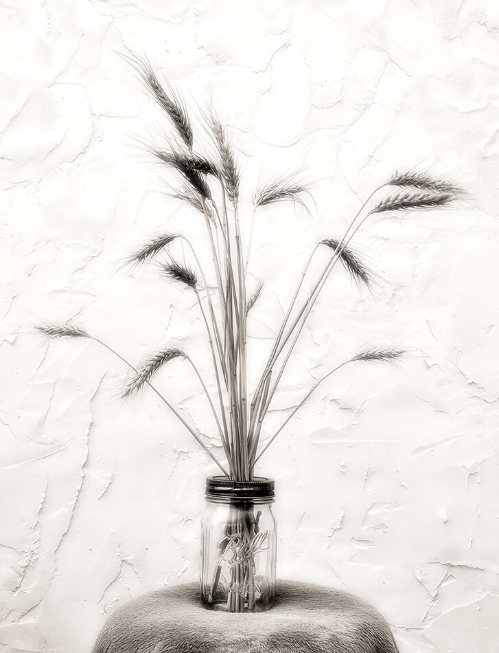 Wilted Winter Wheat: This is a handful of wheat I picked at a roadside ...