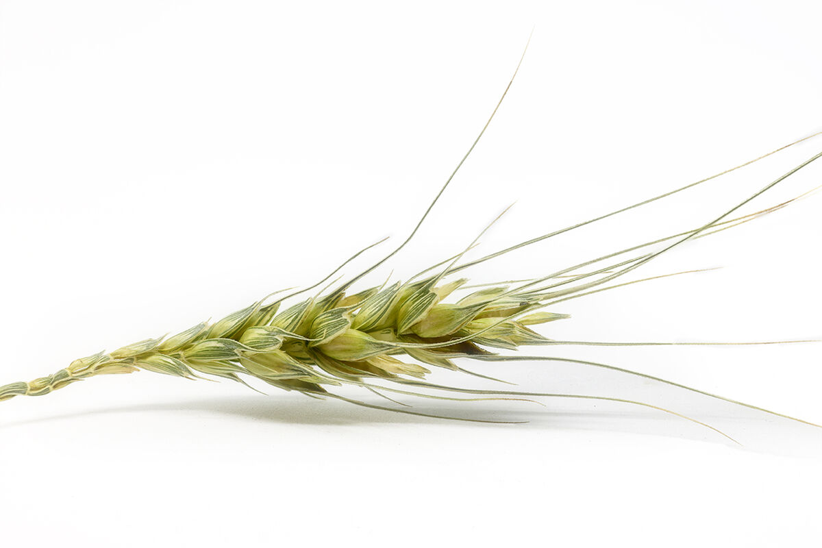 Wilted Winter Wheat: This is a handful of wheat I picked at a roadside ...