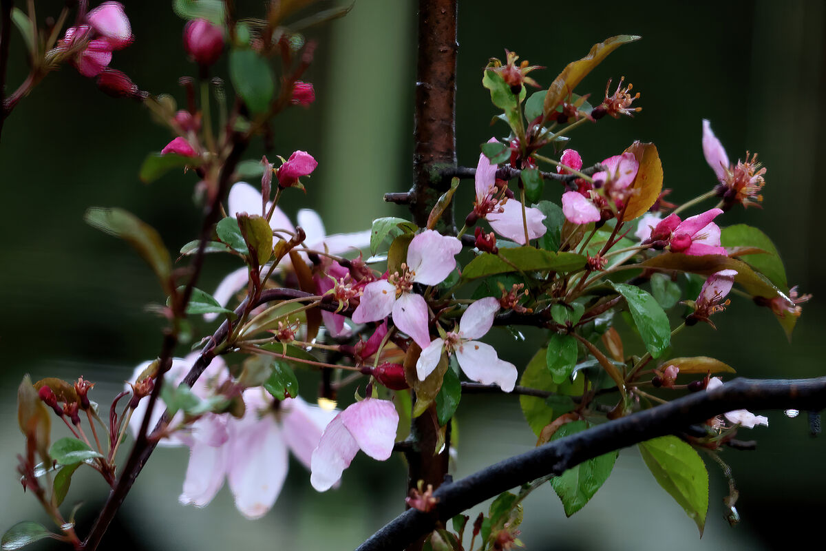 Through the back window: Redbud tree in my backyard was in bloom, sort ...