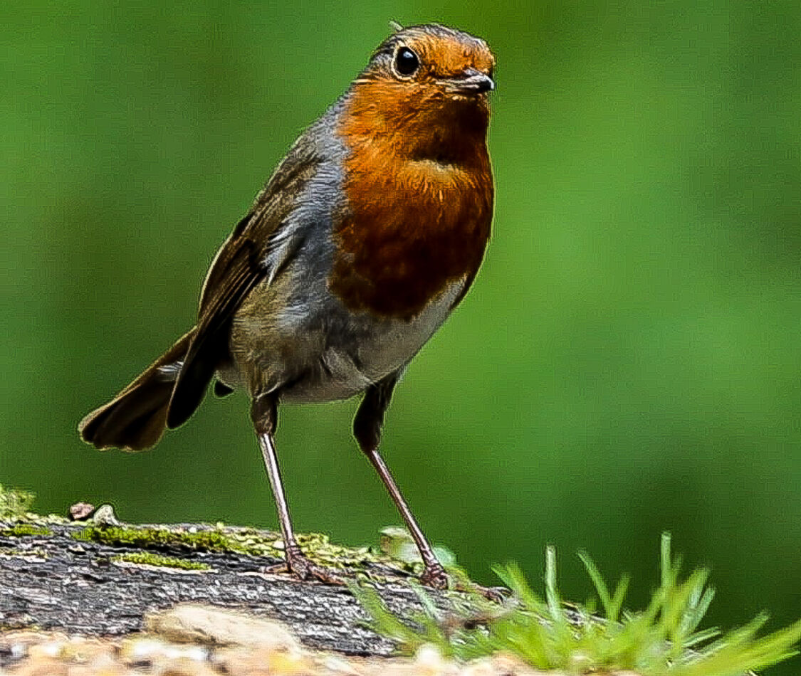 A Few Old Birds: No, not those but the feathered variety. These are ...