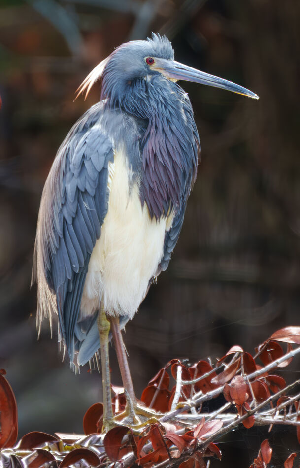 Black Point Wildlife Drive - XX: The problems with shooting from a road ...